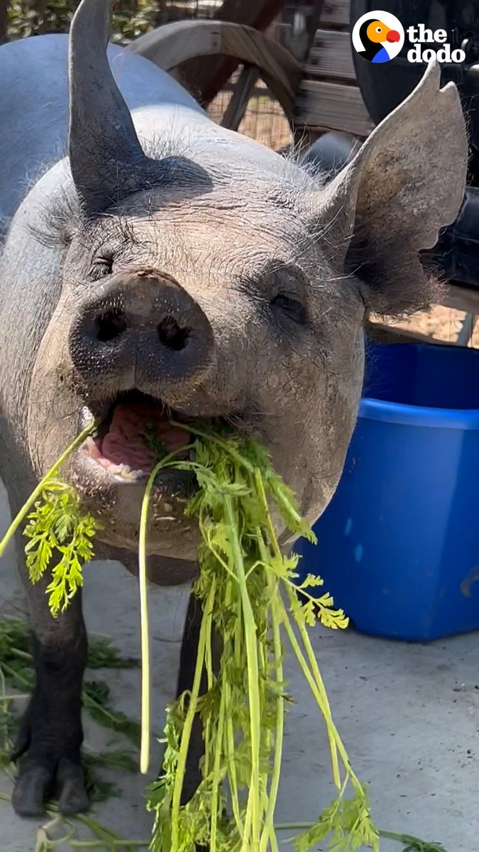 Watch this rescue pig taste-test new foods for the very first time 🍌🍎🥬 ...