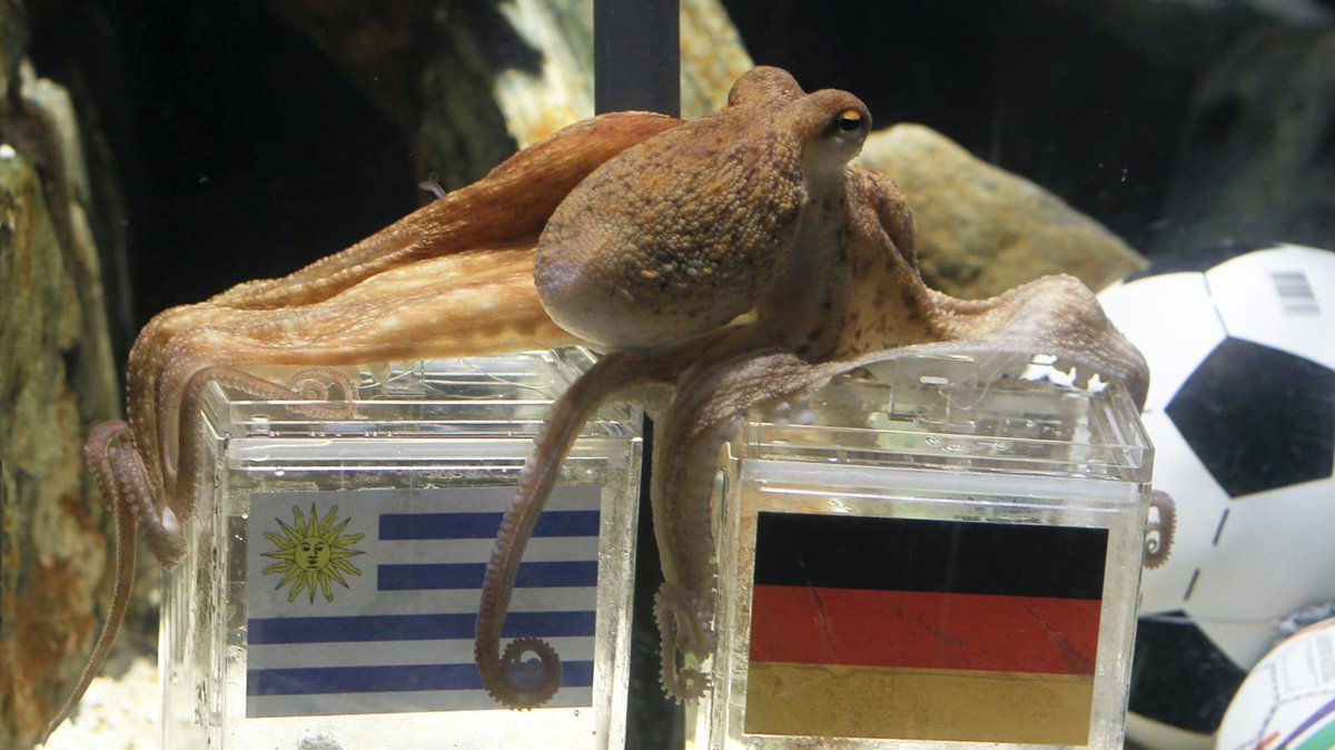 During the 2010 world cup, an octopus became famous for correctly ...