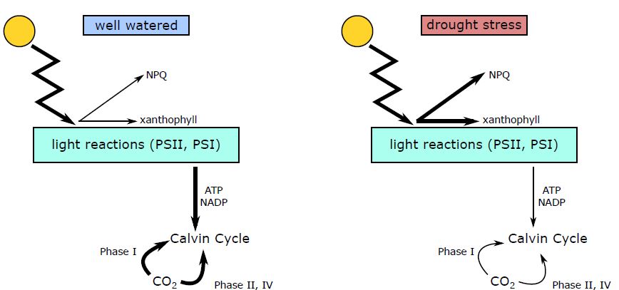 Xanthophyll Cycle What Is Xanthophyll? Meaning, Types, Cycle