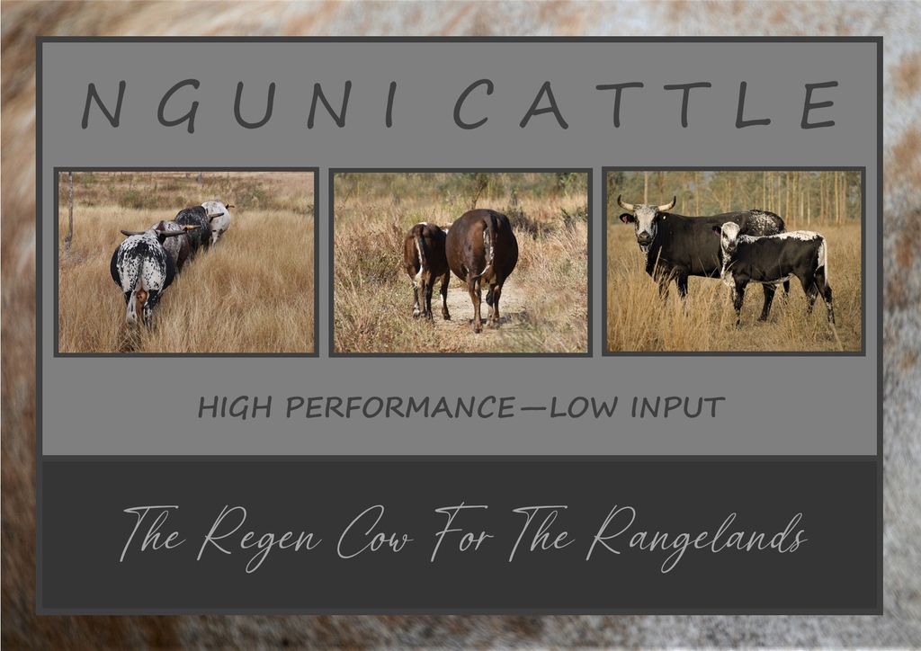 Regenerative Grazing Principles | RCS Australia