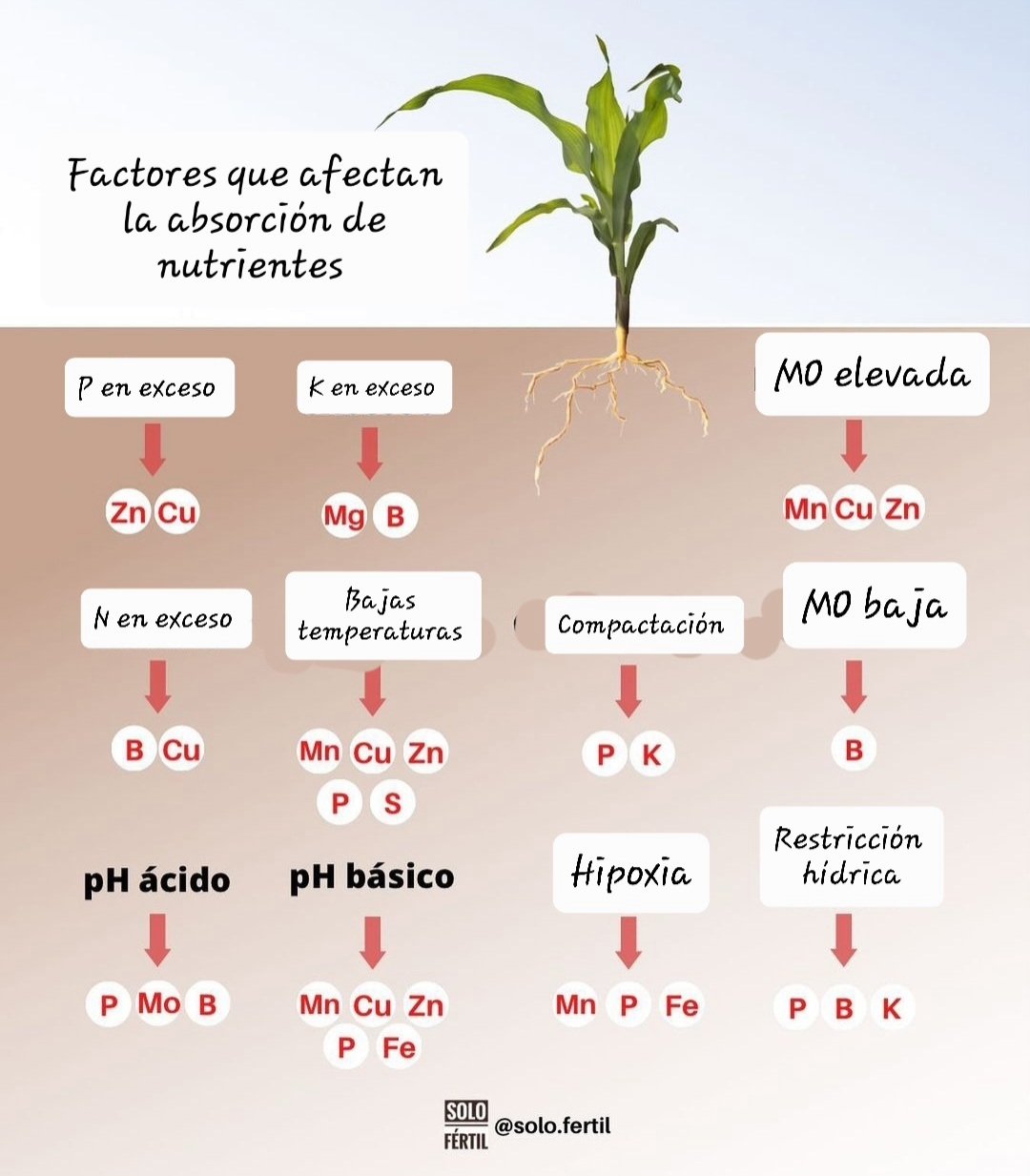Disponibilidad De Nutrientes De Las Plantas La Presencia En El Suelo
