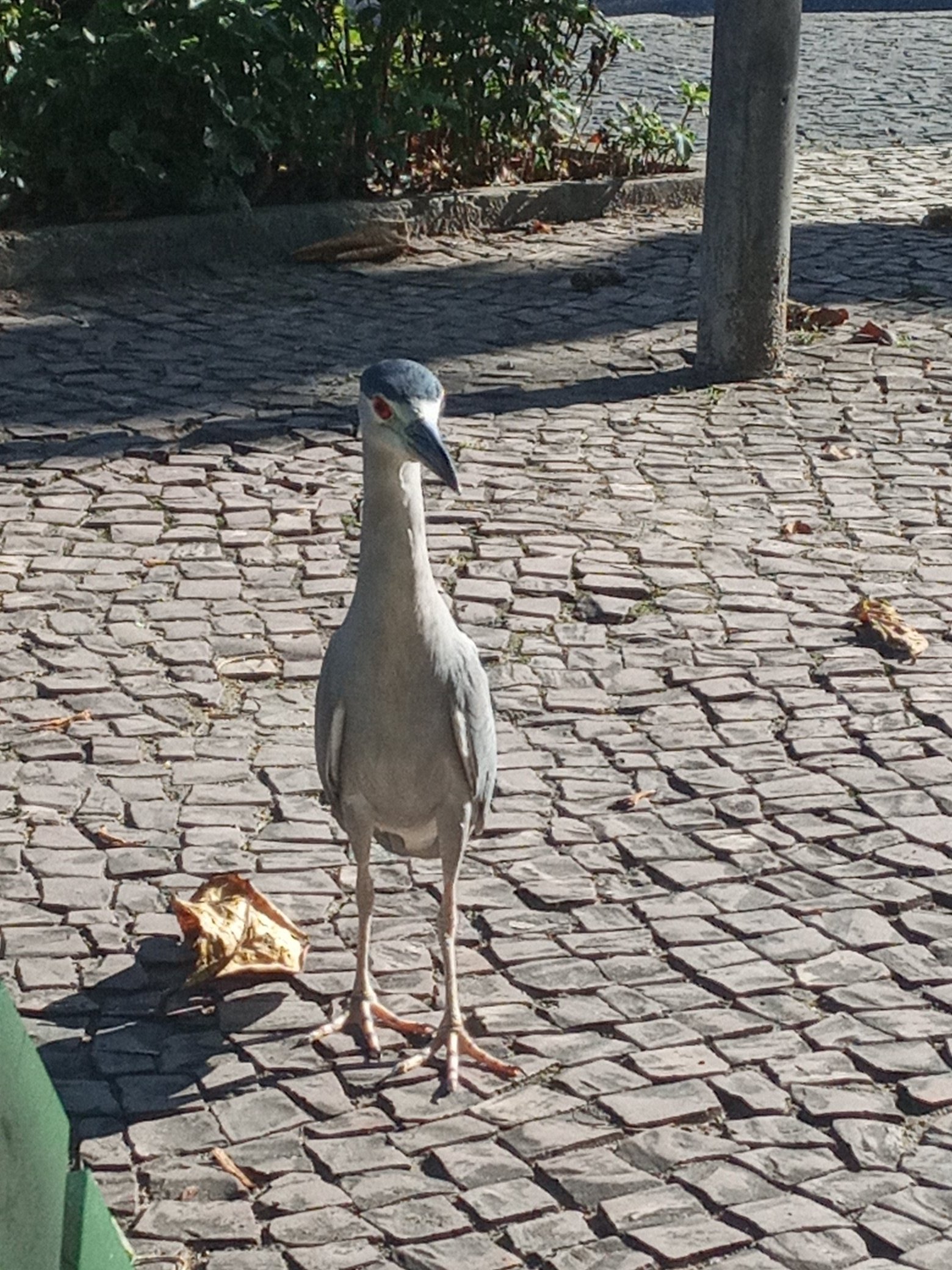Biodiversidade Brasileira on Twitter: Biodiversidade Brasileira on Twitter: