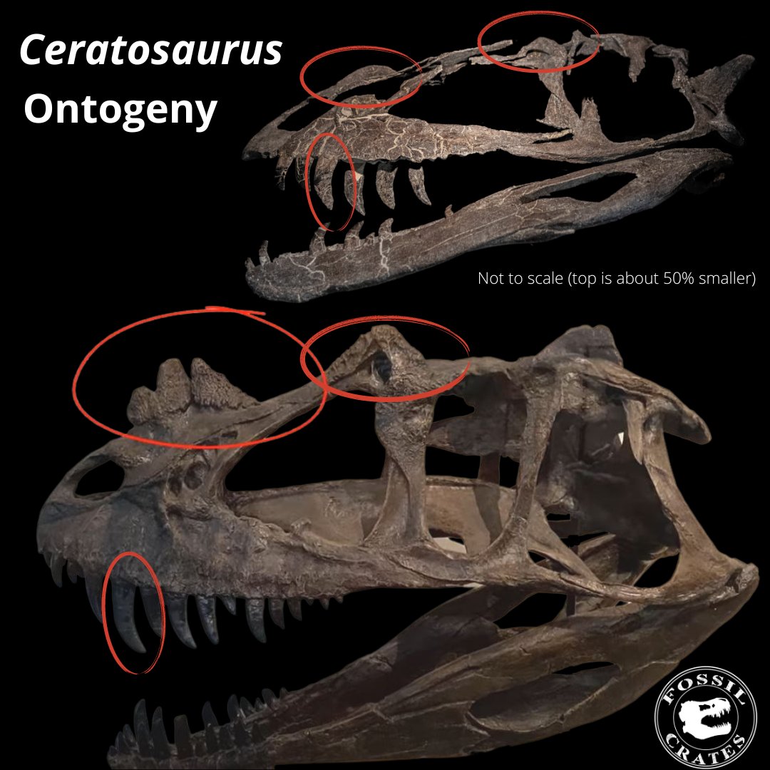 Ceratosaurus Skeleton