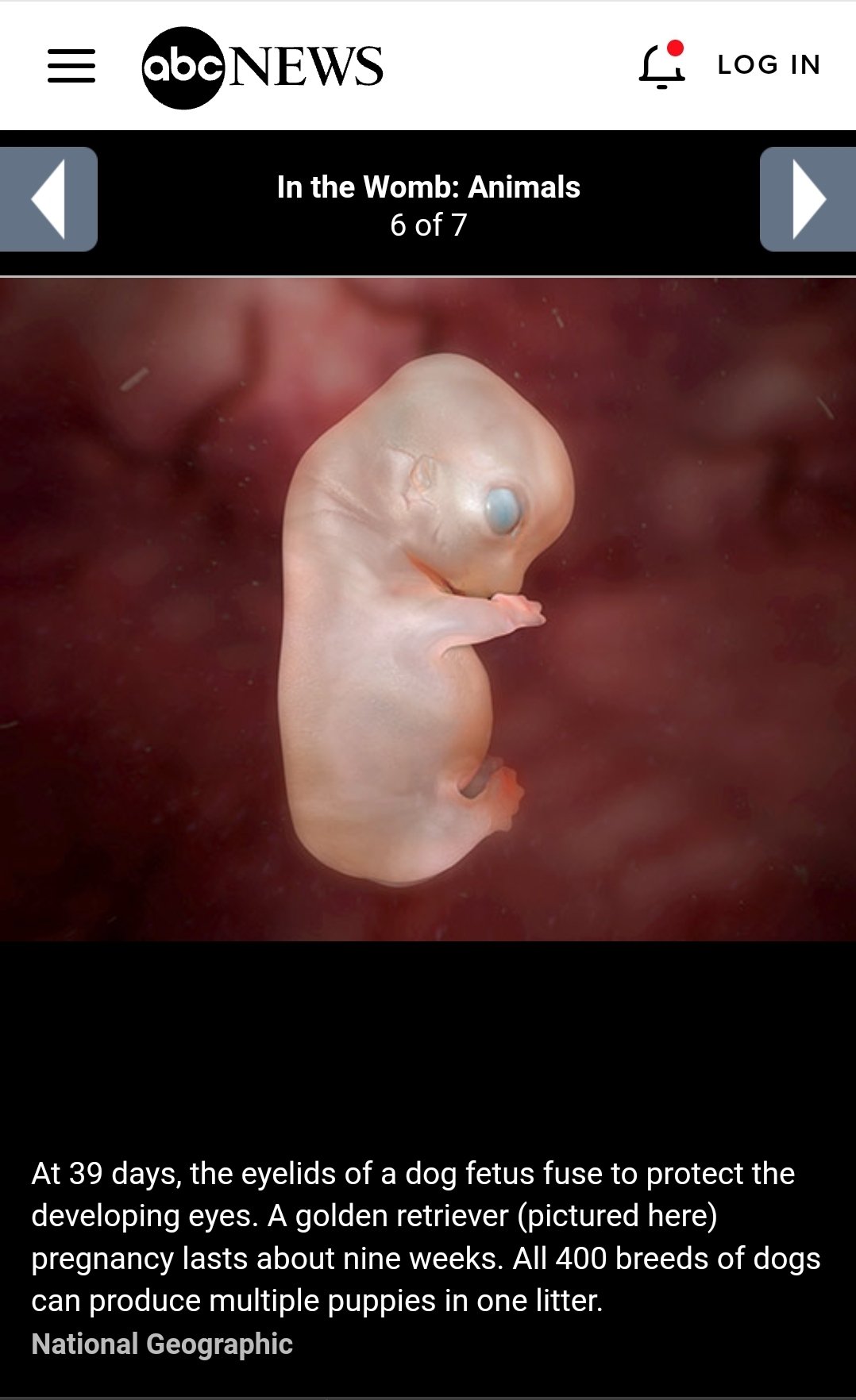 Elephant Embryo Vs Human Embryo
