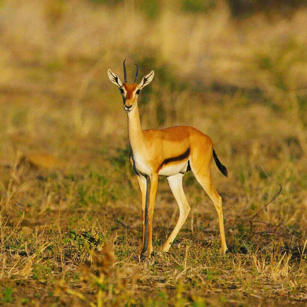 Red Gazelle Animal