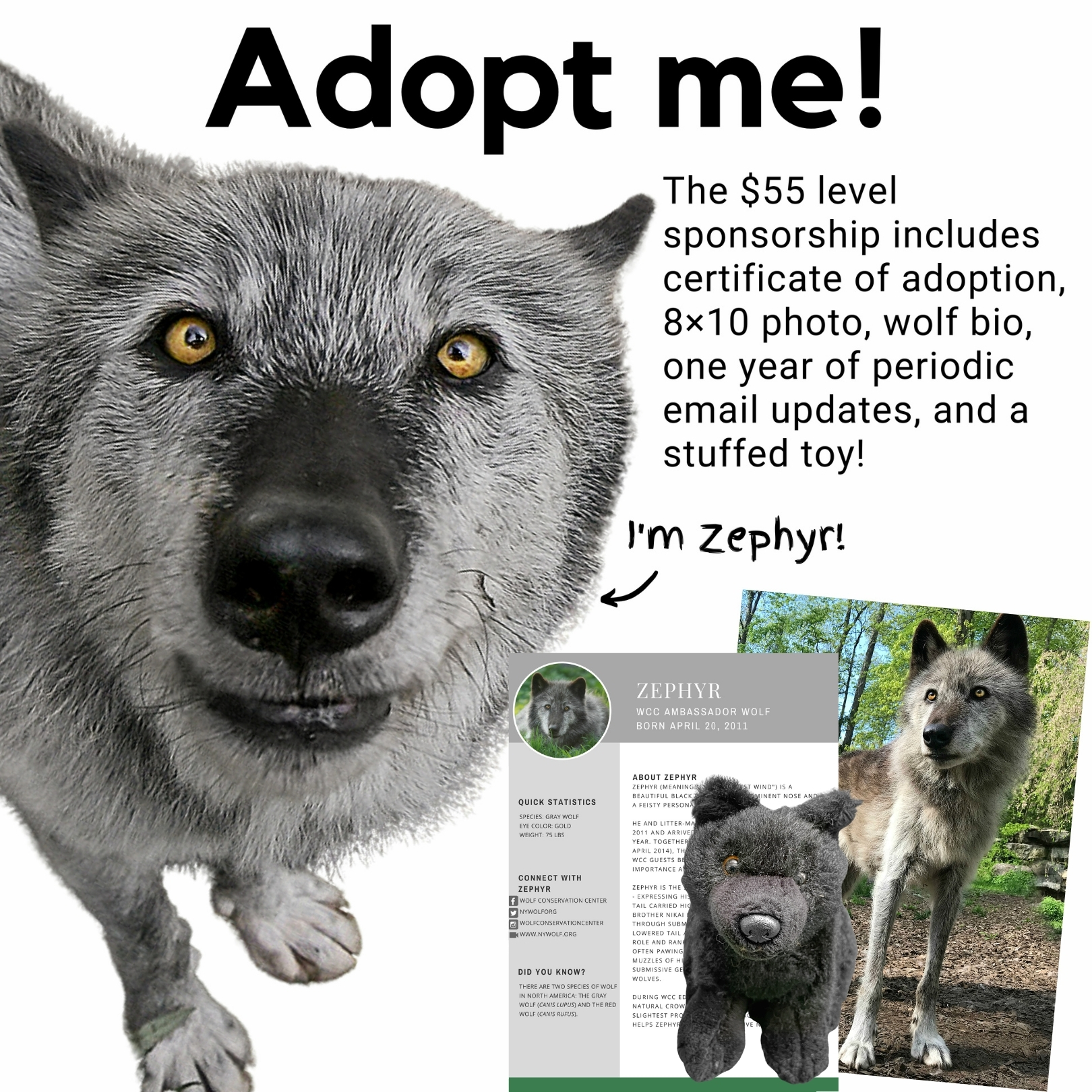 Wolves For Adoption