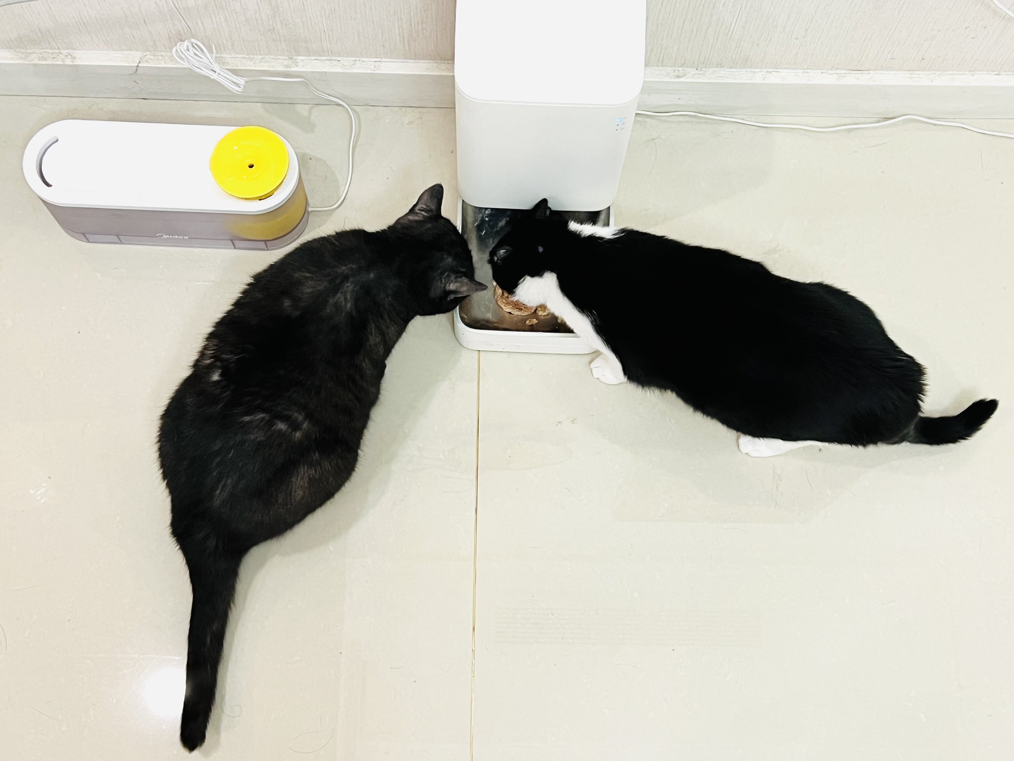 Tw93 (@HiTw93) / Twitter