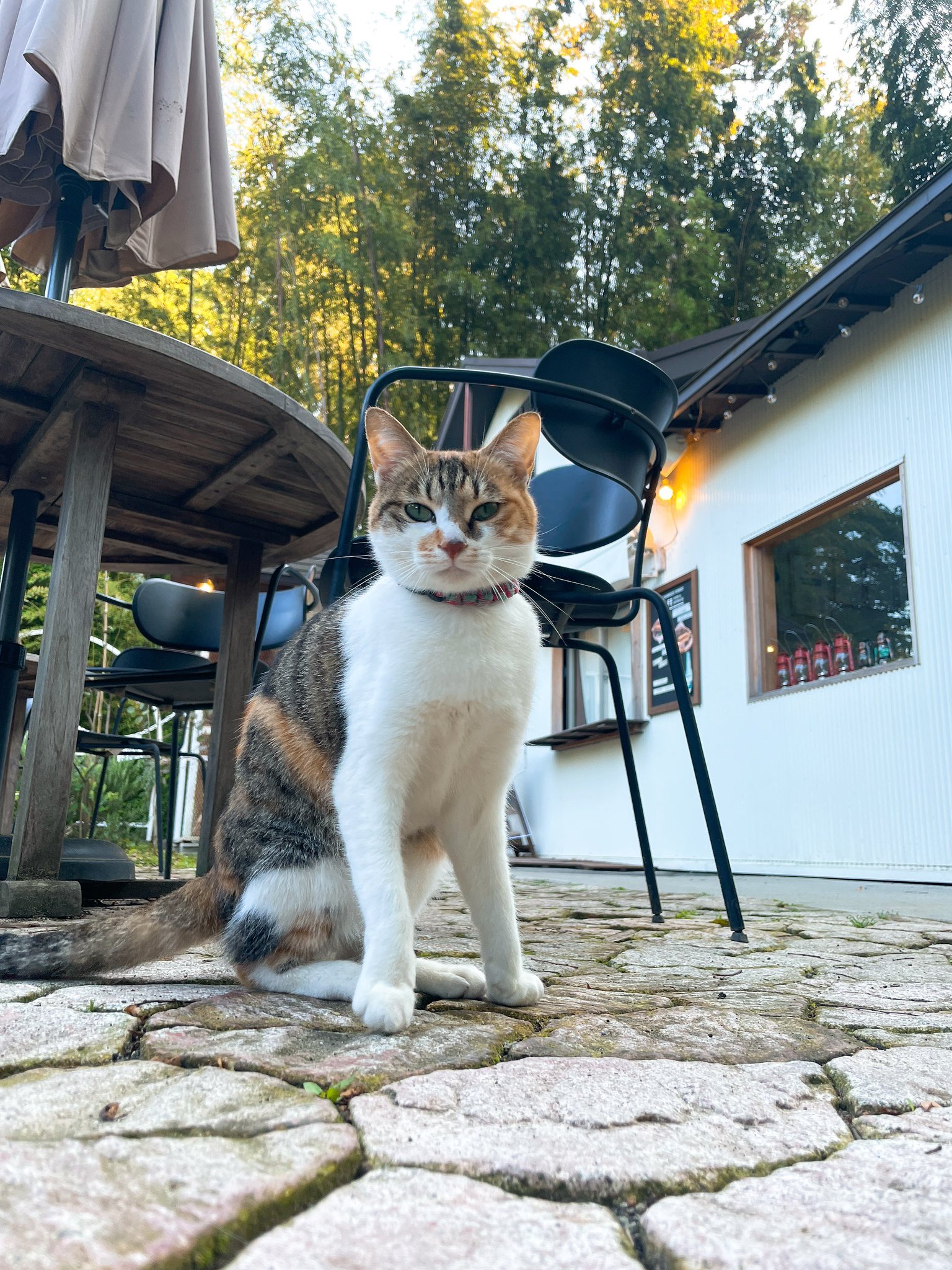 eoheoh@MSSP on Twitter: "旅行で見かけた猫 https://t.co/mmxLfiyvjK" / Twitter