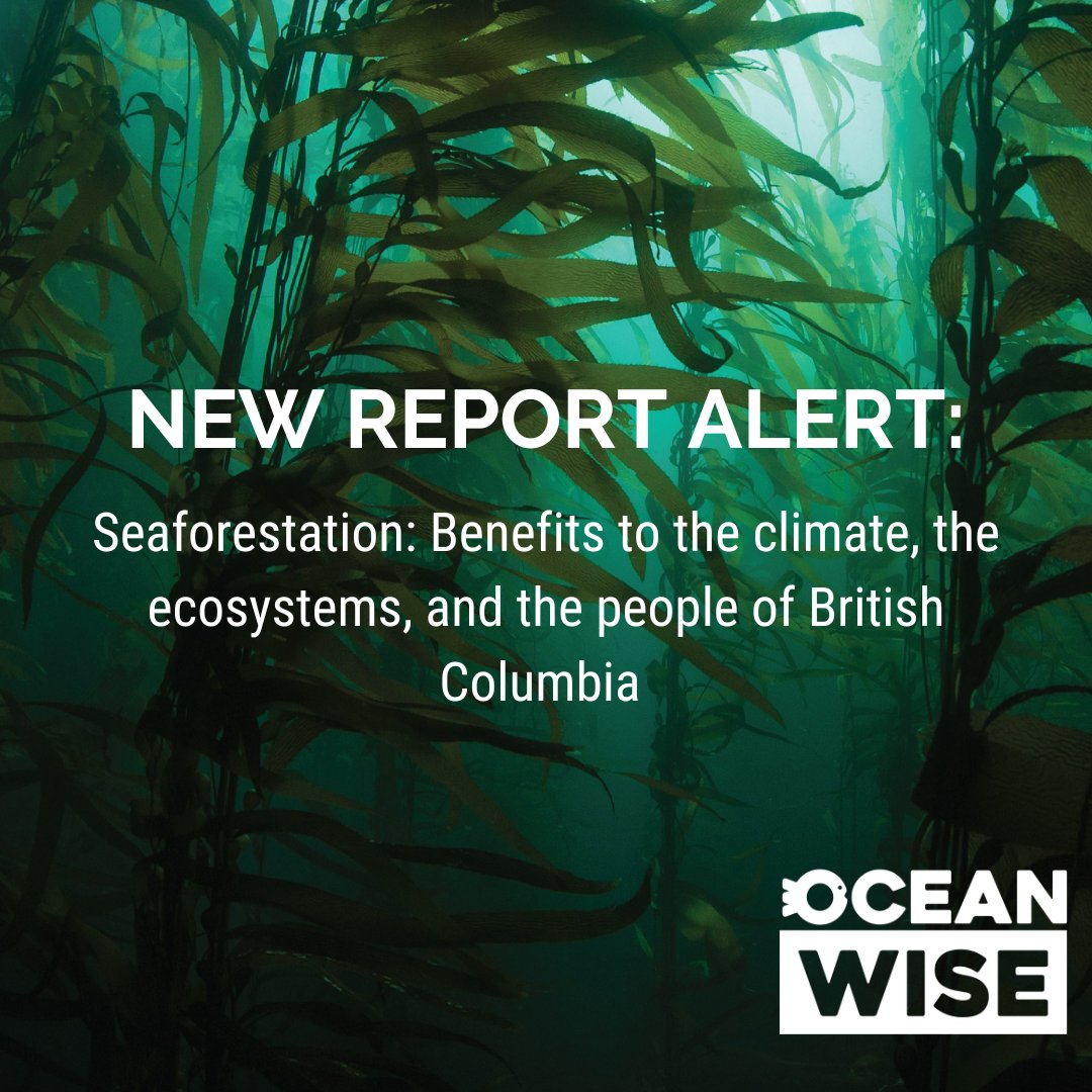Ocean Wise on Twitter: "New report from Ocean Wise: Seaforestation ...