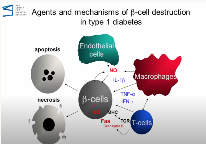 Immune Mediated Diabetes