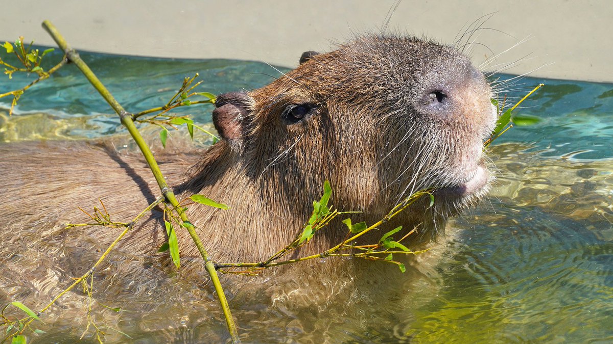 カザラクーン on Twitter: "RT @fuji_safari1980: はぁ～～、気持ちいい 😌 #カピバラ #Capybara https://fujisafari.co.jp ...