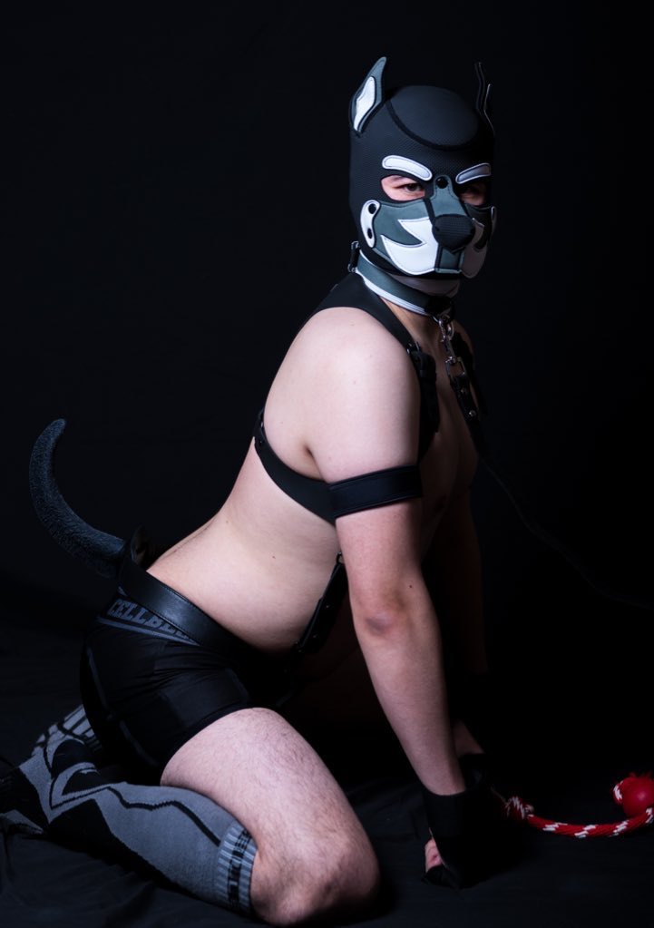 DatSoftAsianBoi™️ on Twitter: "RT @AsianPeets: @pupgrayson Awruff! Presenting Pup 🐶 https://t.co ...