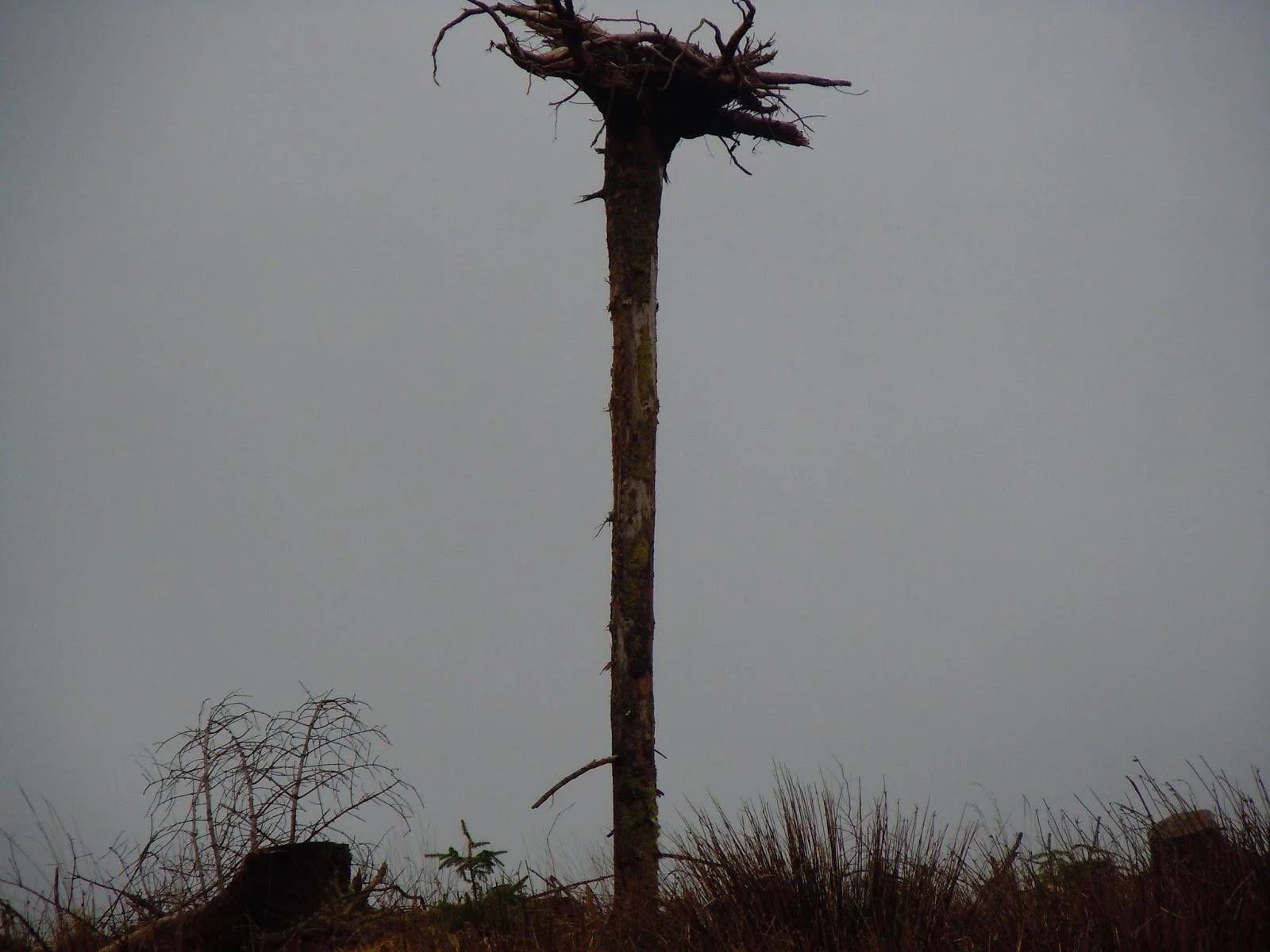 Upside Down Trees In Alaska Glacier Gardens ~ | Maverick Mist