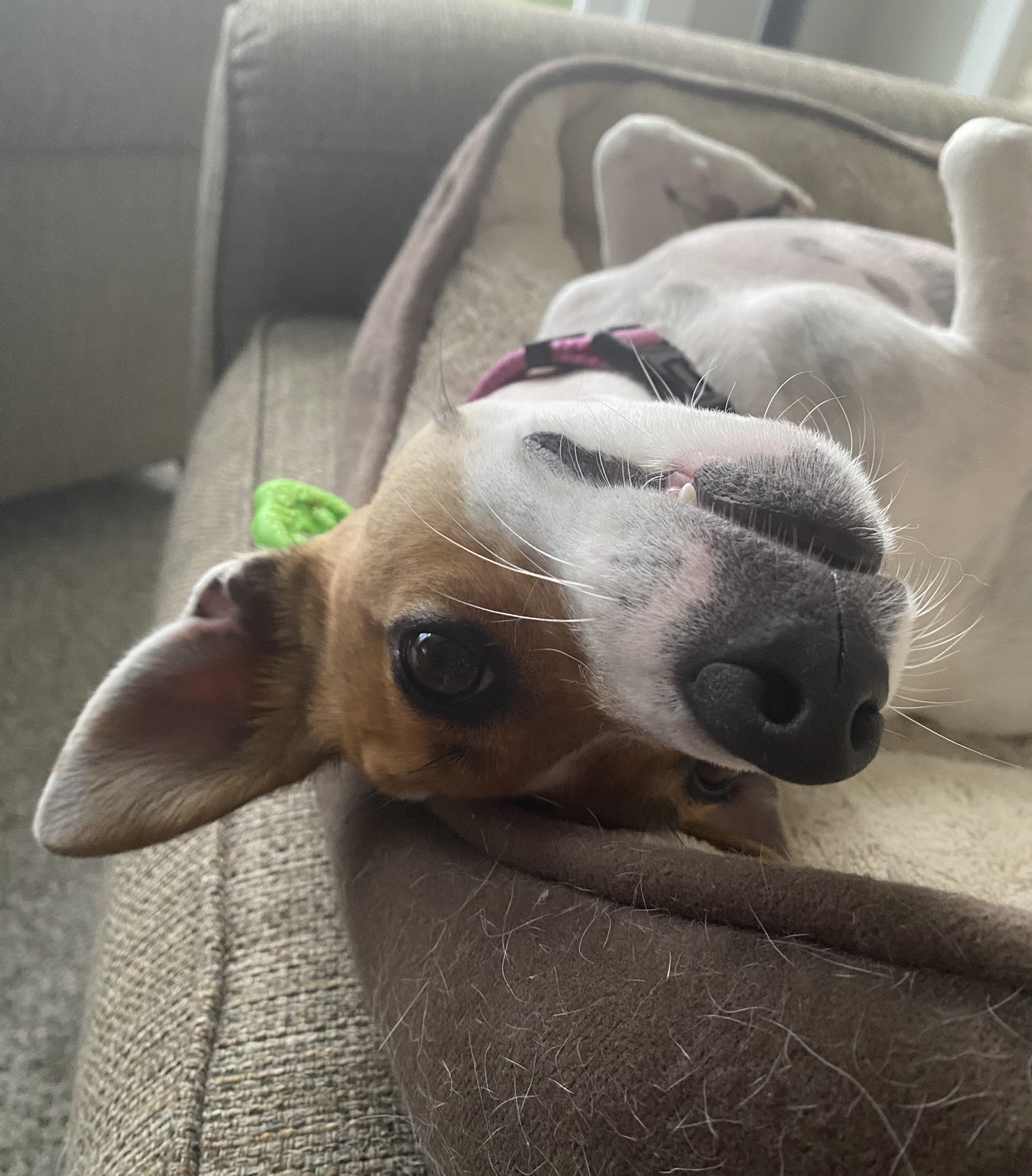 What Breed Is Jenna Marbles Dog