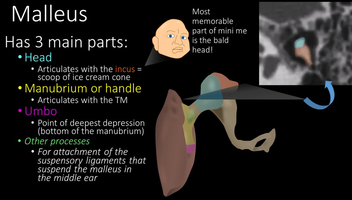 1/ “Now listen carefully!” Does the word “tbone” make you think of a ...