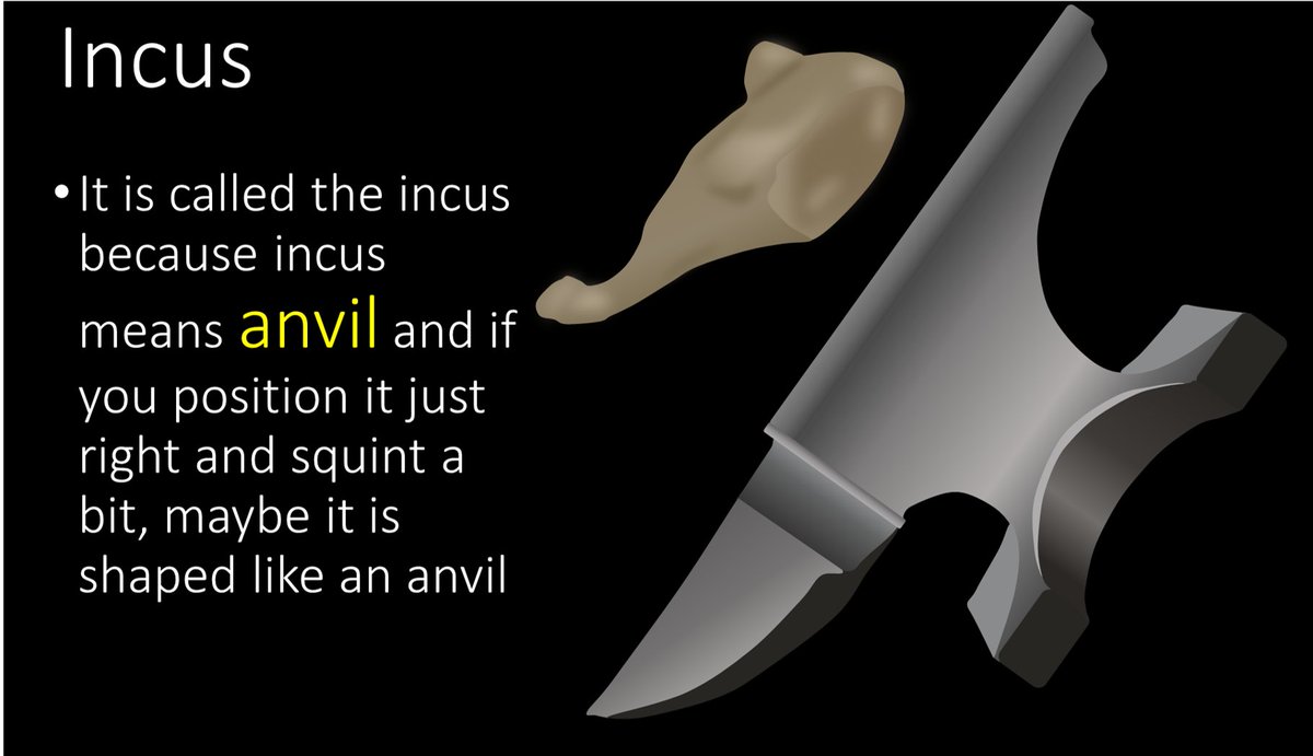 1/ “Now listen carefully!” Does the word “tbone” make you think of a ...