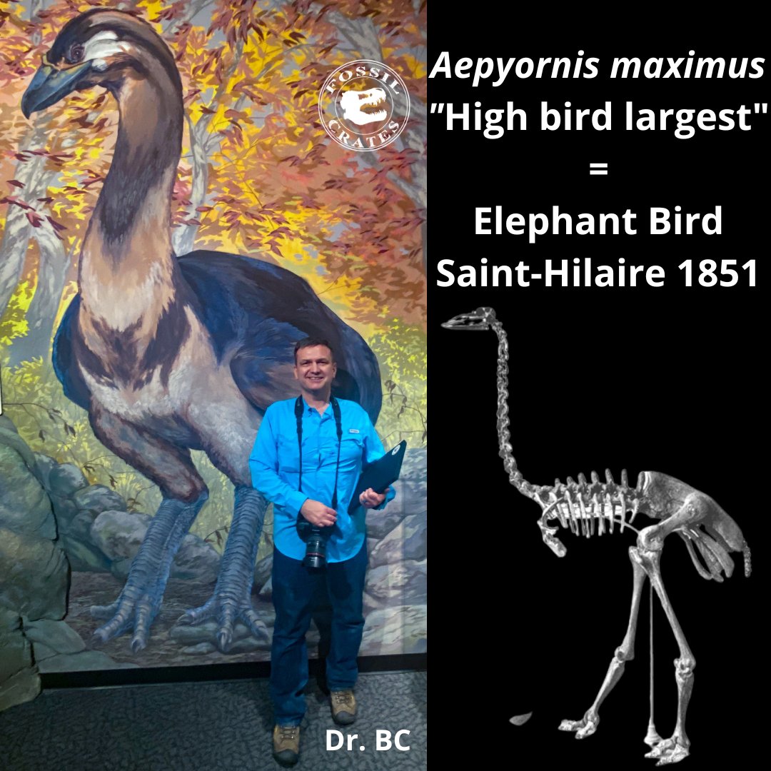 Elephant Bird Skeleton