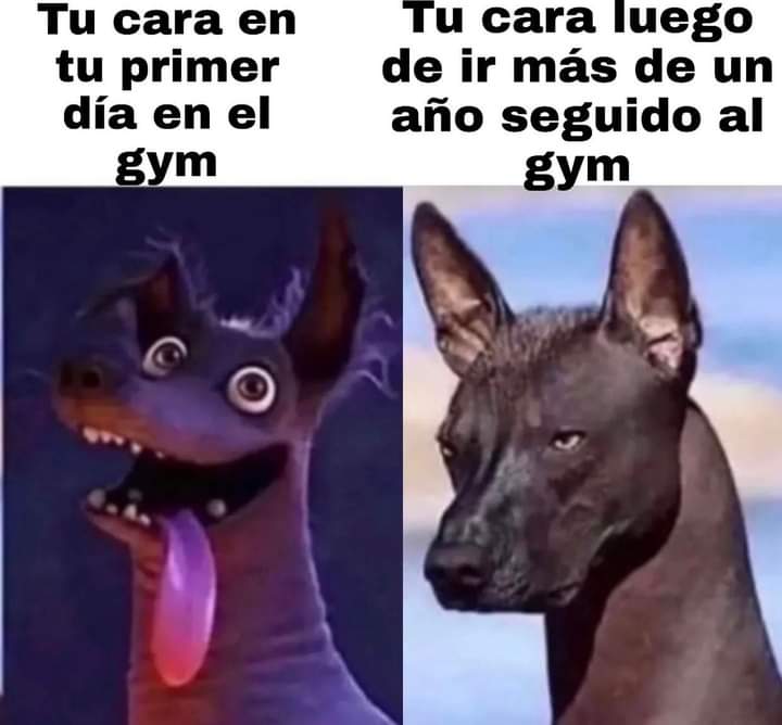 Cara Perro Memes Instagram Photo By @weaspostingcl • Jun 3, 2024 At