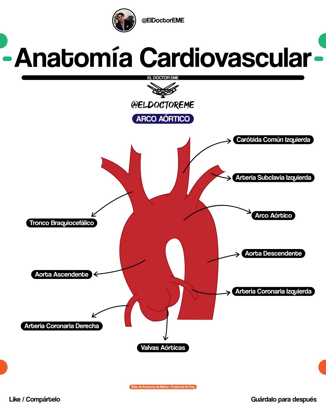 Mauricio Montelongo on Twitter: "💙ANATOMÍA CIRCULATORIA💙 •Arco Aórtico. •Aorta Torácica. •Aorta ...