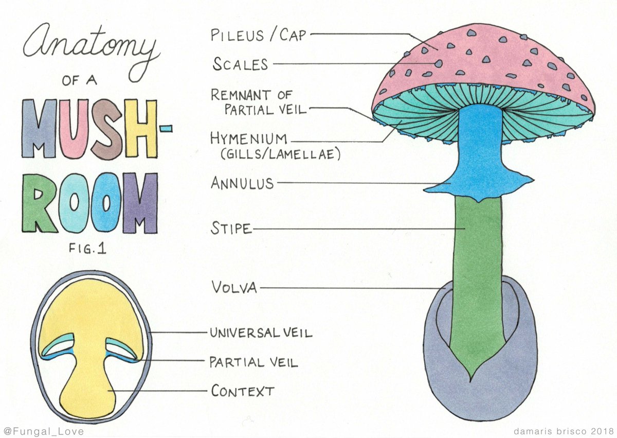 Mushroom Labeled