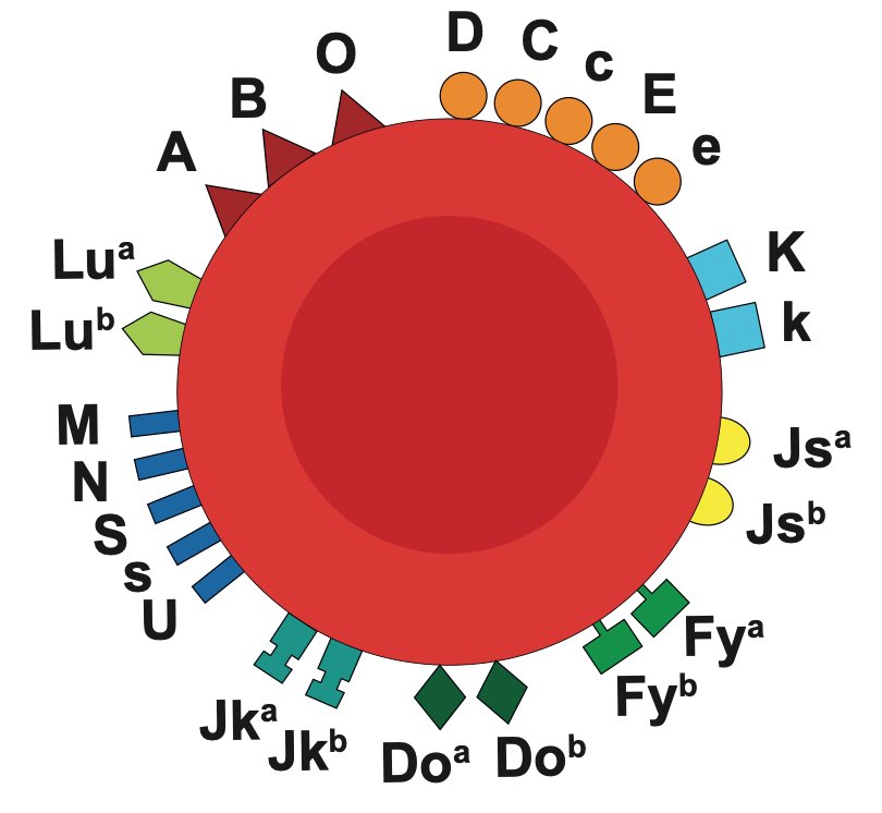 Short notes about Blood Group 🔻 ☆Blood Group antigens: High 🆚️ Low ...