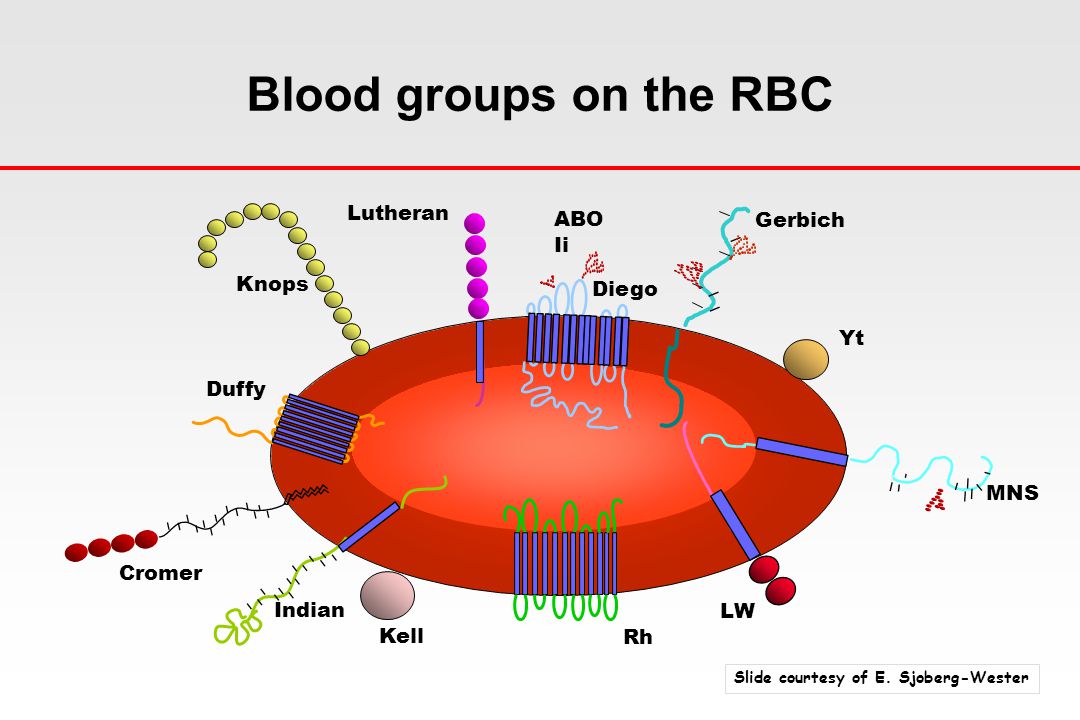 Short notes about Blood Group 🔻 ☆Blood Group antigens: High 🆚️ Low ...
