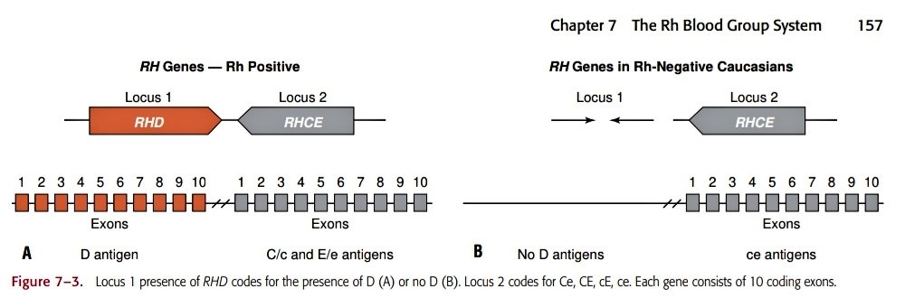 Short notes about Blood Group 🔻 ☆Blood Group antigens: High 🆚️ Low ...