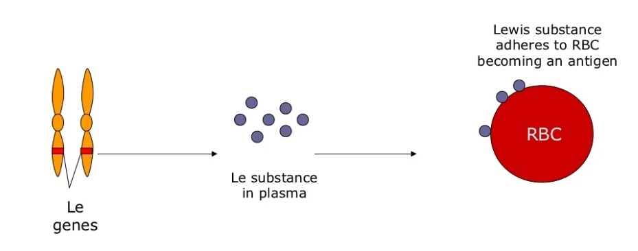 Short notes about Blood Group 🔻 ☆Blood Group antigens: High 🆚️ Low ...