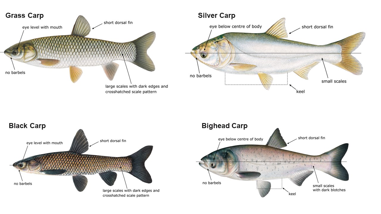 Silver Carp Identification