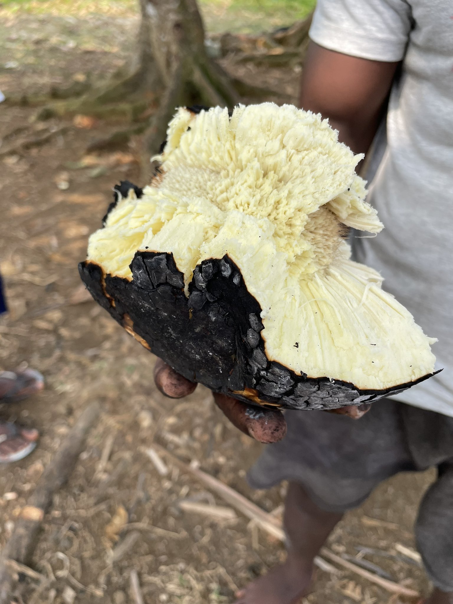 Fruta Pao Assada Fruta Pão: O Que é, Quais Os Benefícios E Como
