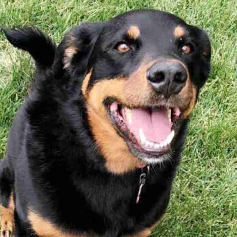 Shepherd Rottweiler Mix