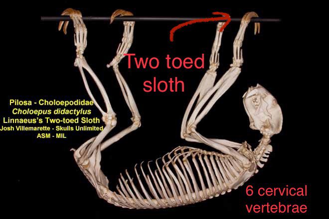 How many cervical vertebrae does a 🦒 giraffe have? - Thread from Nick ...