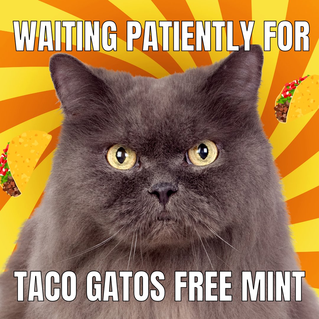 Taco Cat Meme