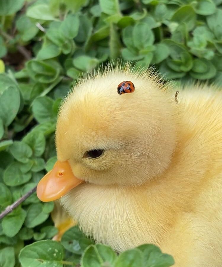 Cute Baby Ducks
