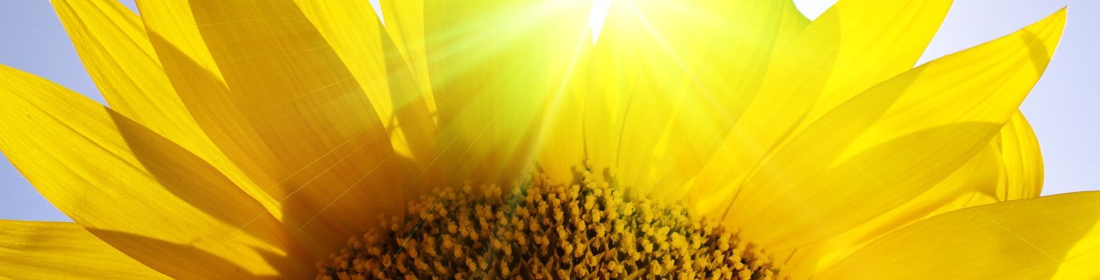 Huge Sunflower Facebook Covers Timeline