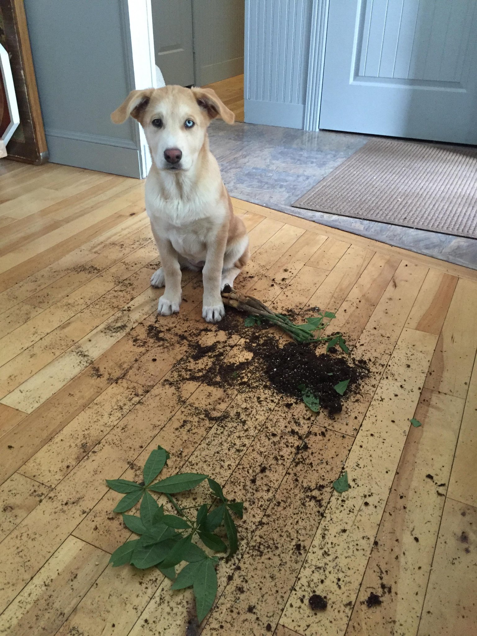 How Do You Fix Bad Puppy Behavior