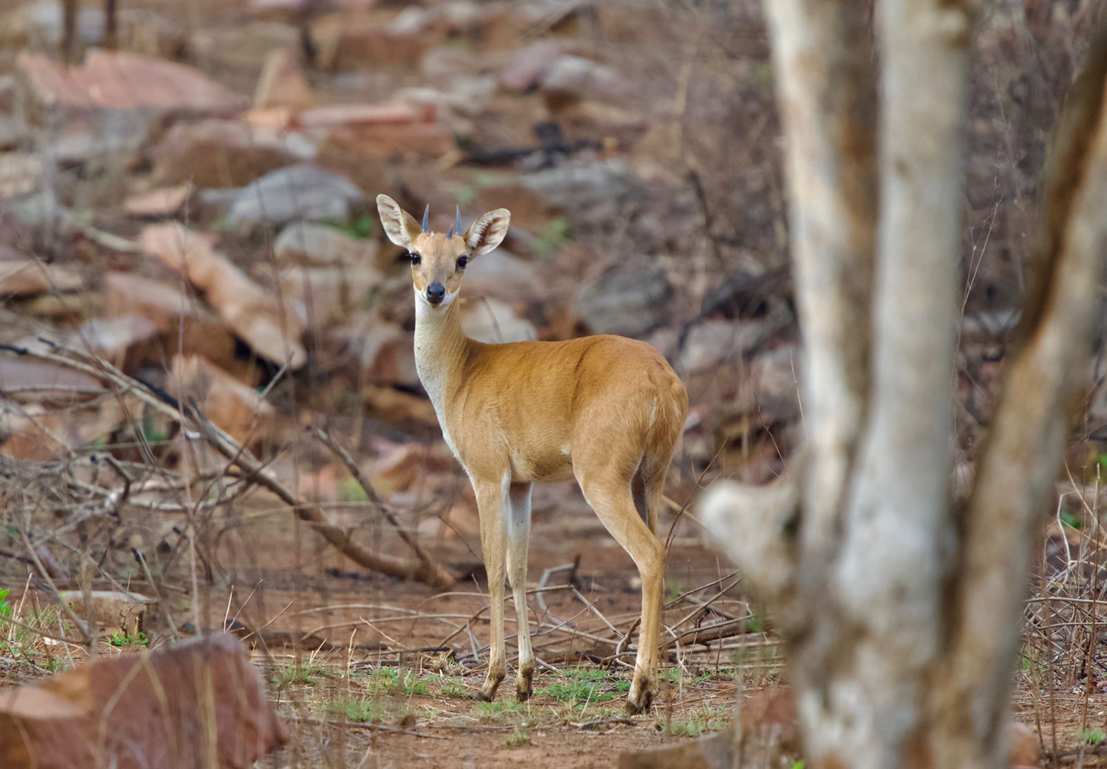 Four Horned Antelope