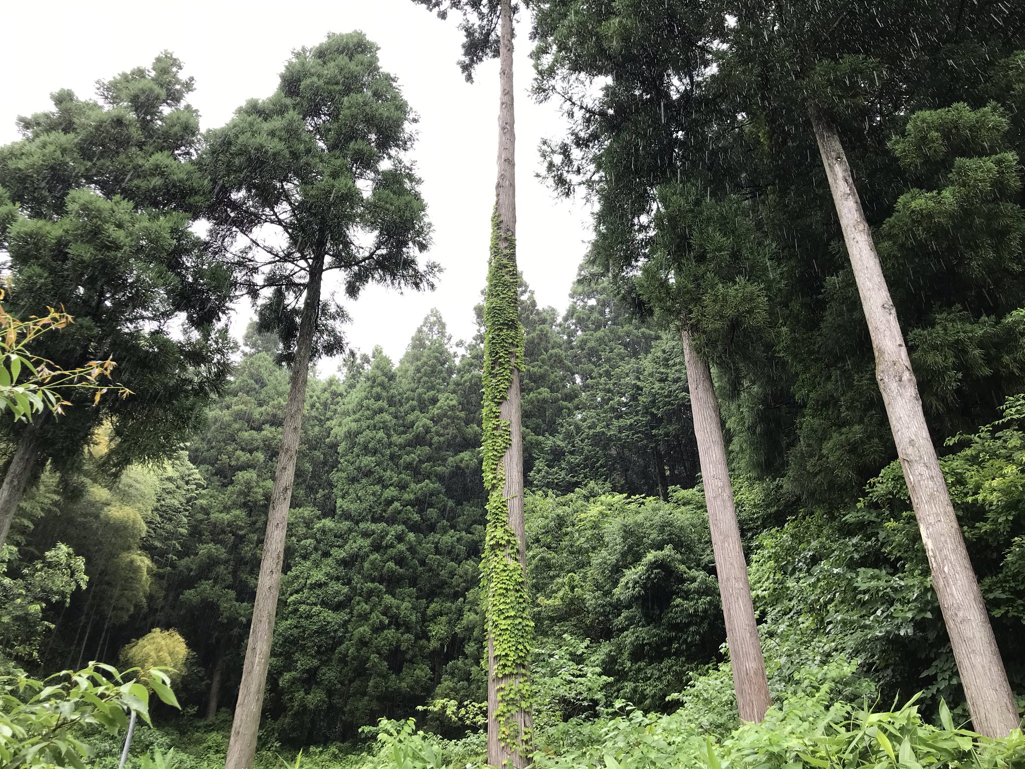 島田洋一（Shimada Yoichi） on Twitter: "福井も雨。 水不足が緩和され、気温も27度前後に下がった。 出かける予定もないので、ひたすら恵みの雨だ https://t ...