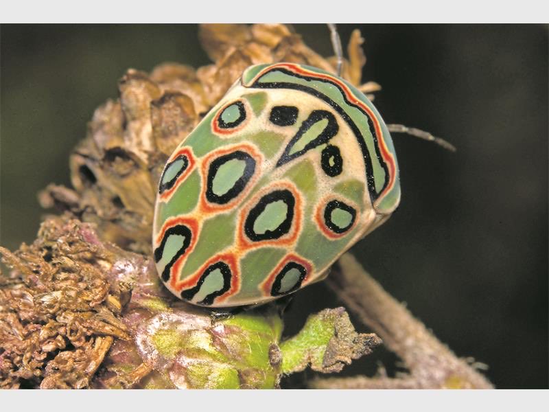 🐠🐡🐟 on Twitter: "RT @samrujlok: #ด้วงลายแปลก Picasso Bug (Sphaerocoris annulus) สามารถยาวได้ถึง ...