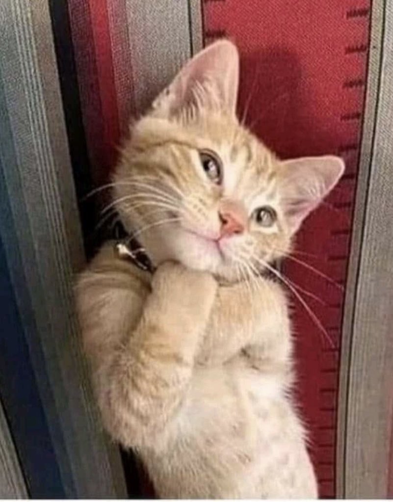 Excited Cat Meme Generator