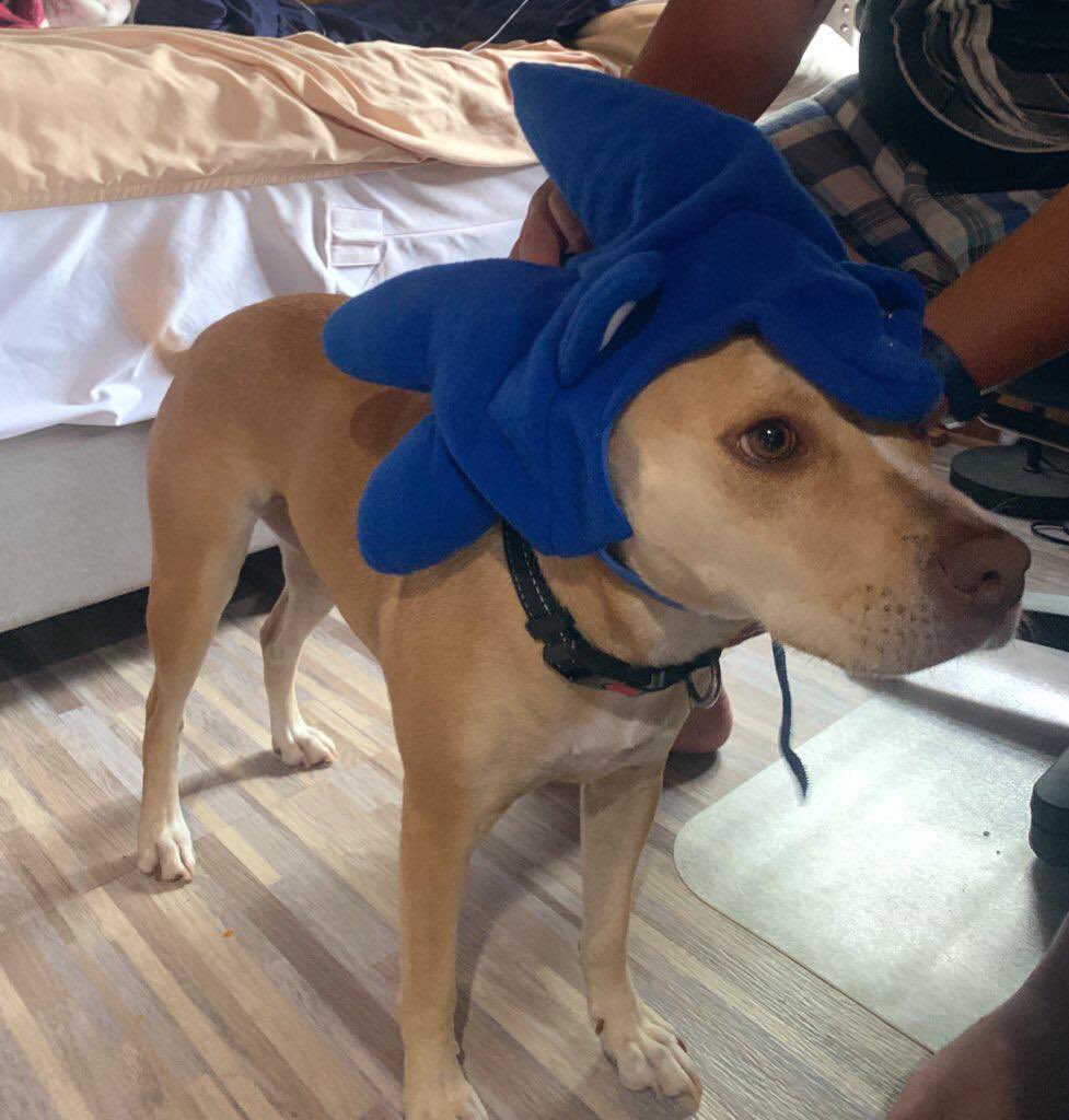 Sonic As A Dog