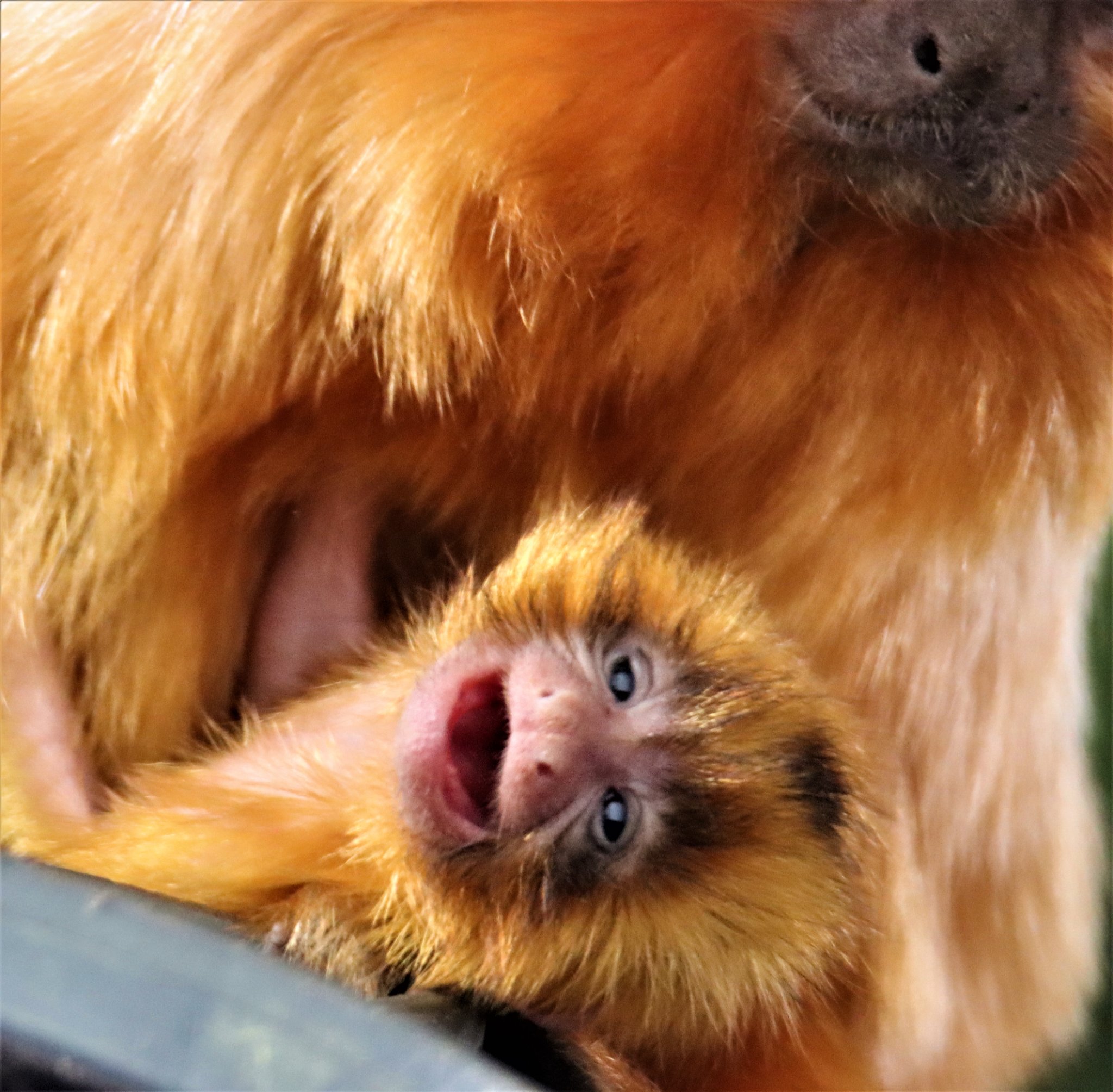 Newborn Baby Golden Lion Tamarin