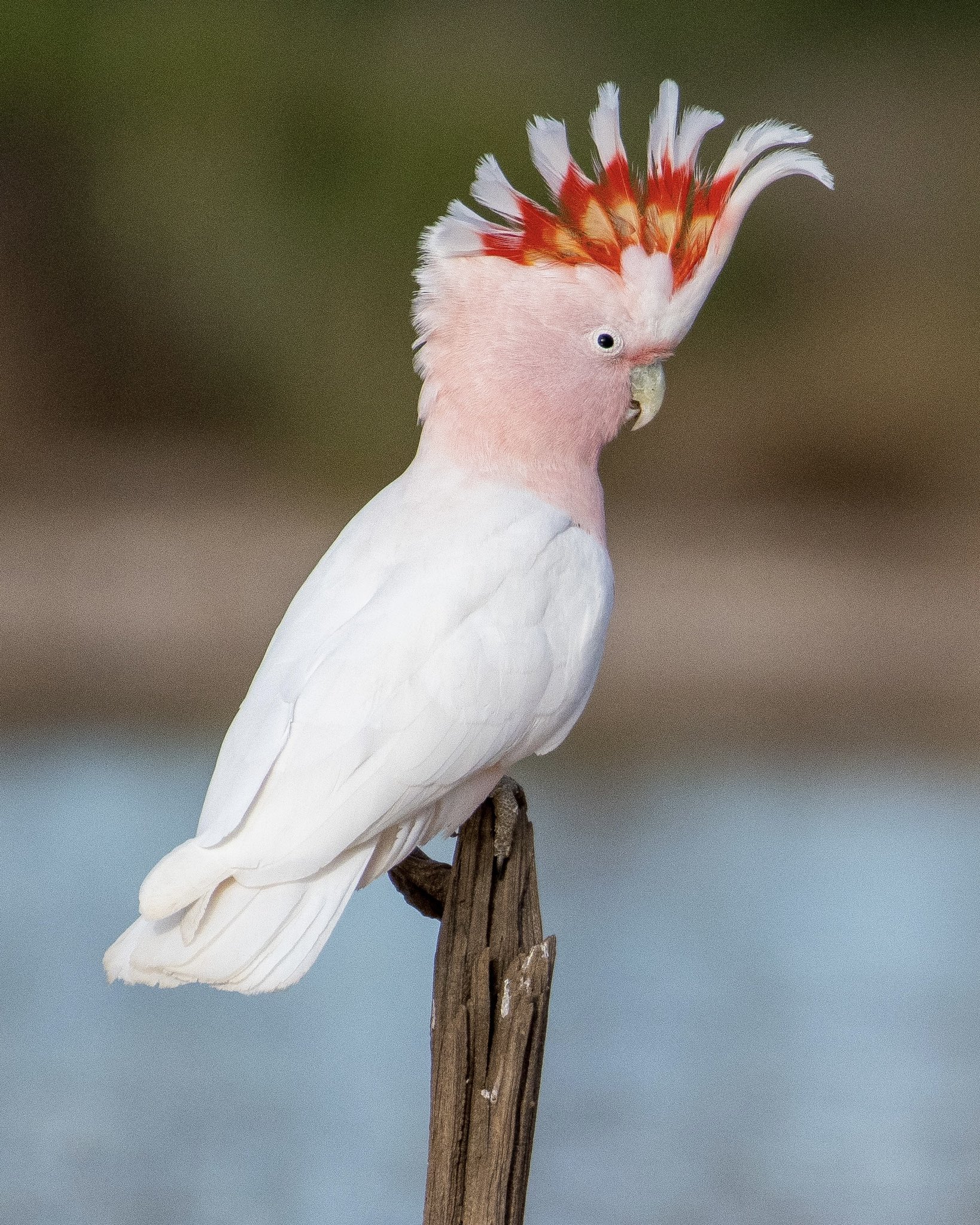 Major Mitchell Cockatoo Pet