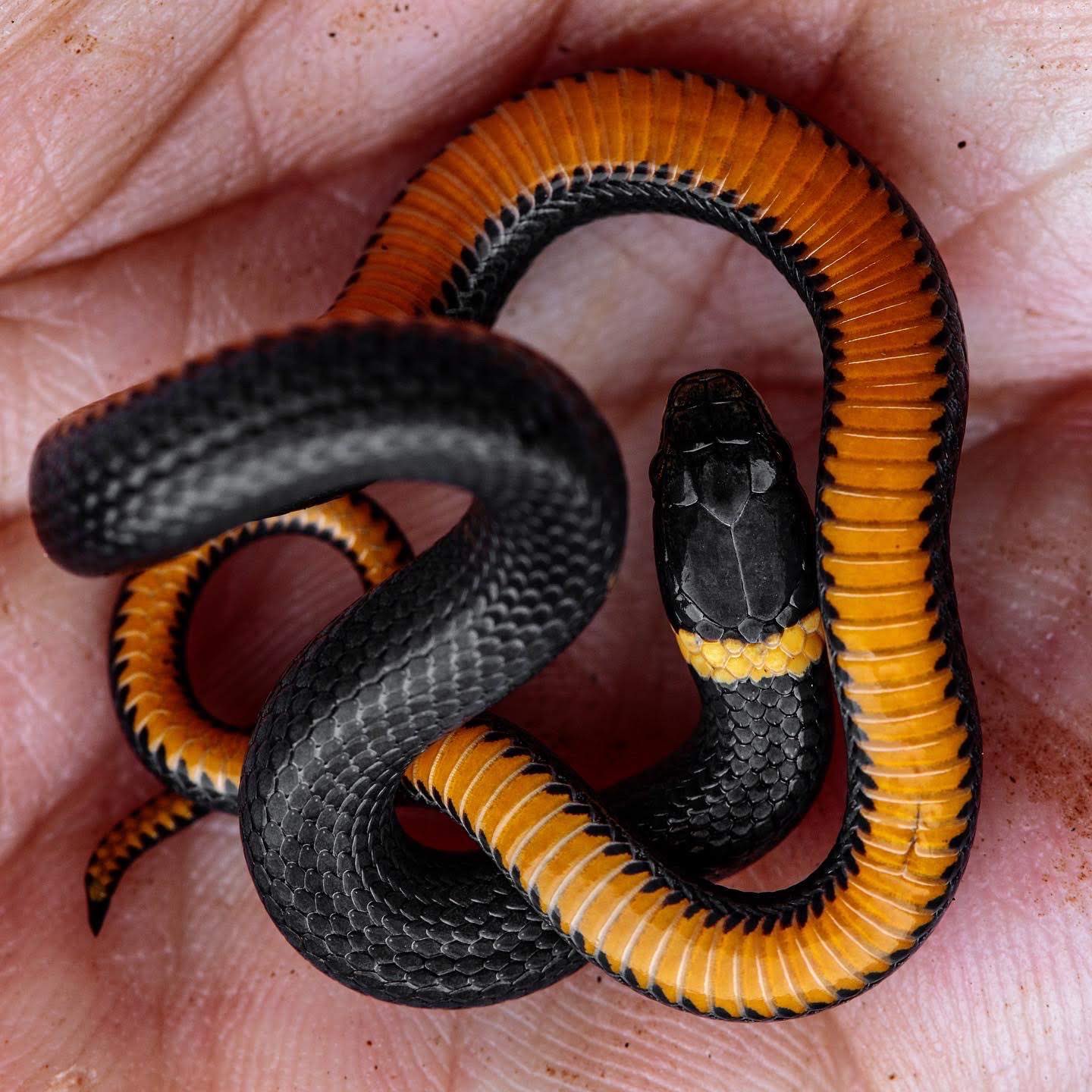 Different Types Of Snakes In The World