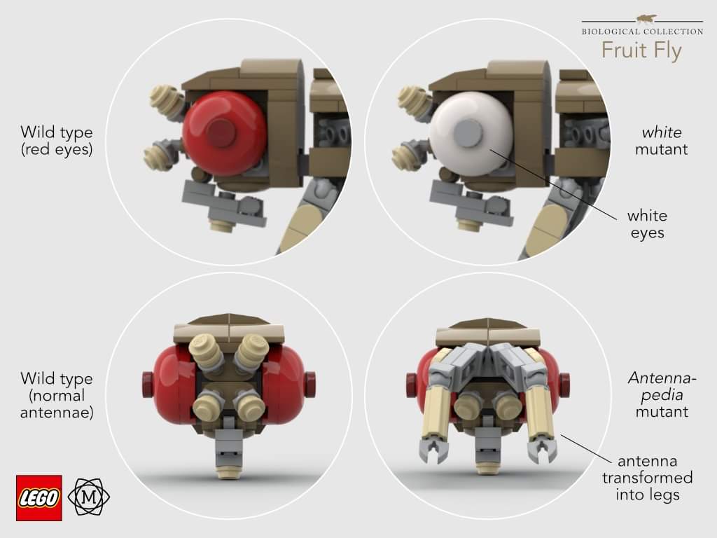 The Fly 2 Mutant Dog