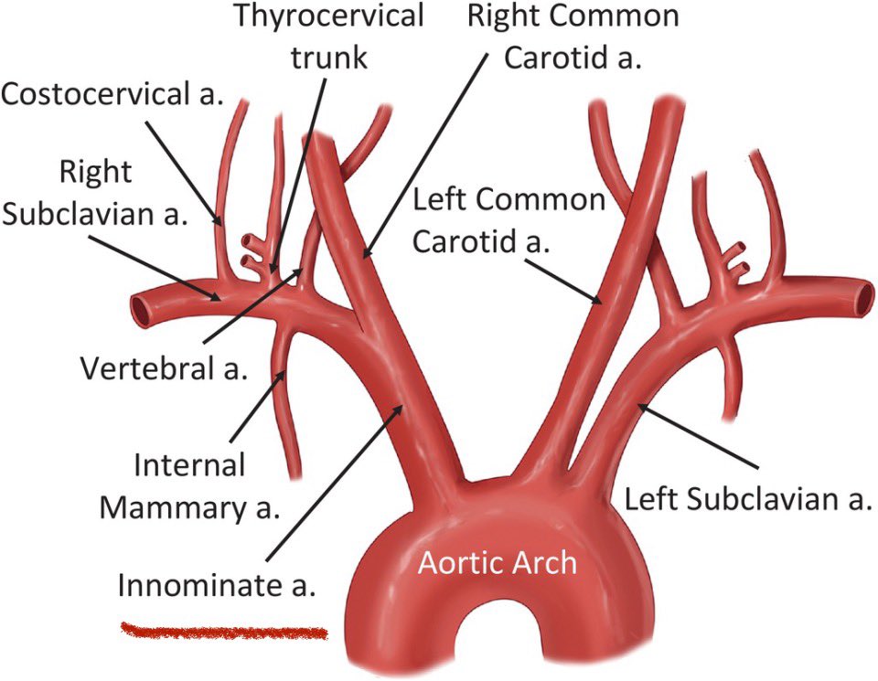 Branches Of Subclavian Artery