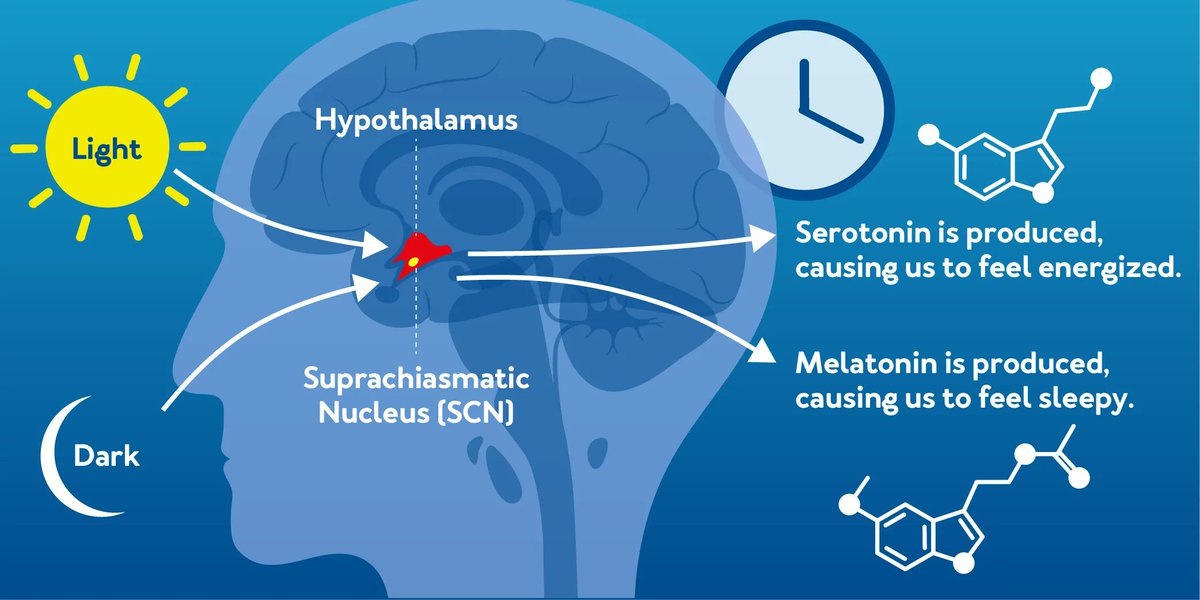 How To Become A Better Human By Training Your Circadian Rhythms
