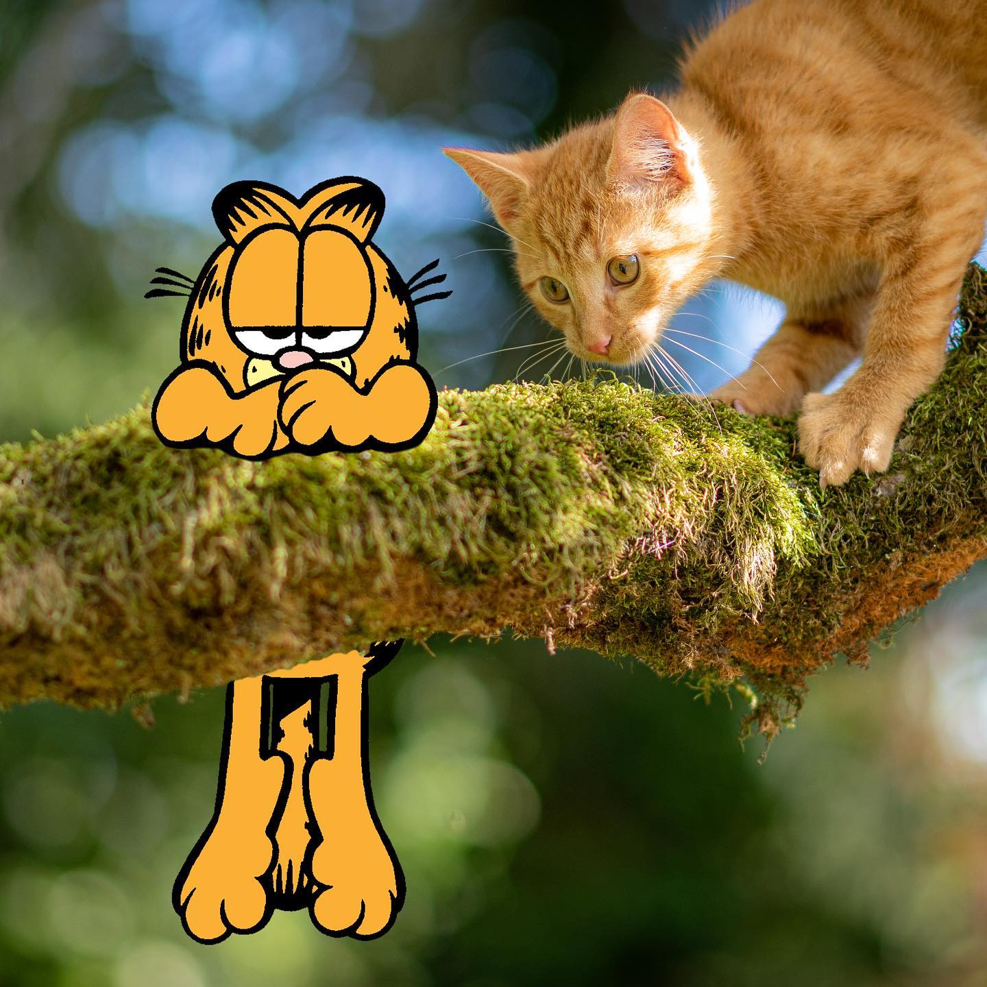 Hang In There Cat Wallpaper