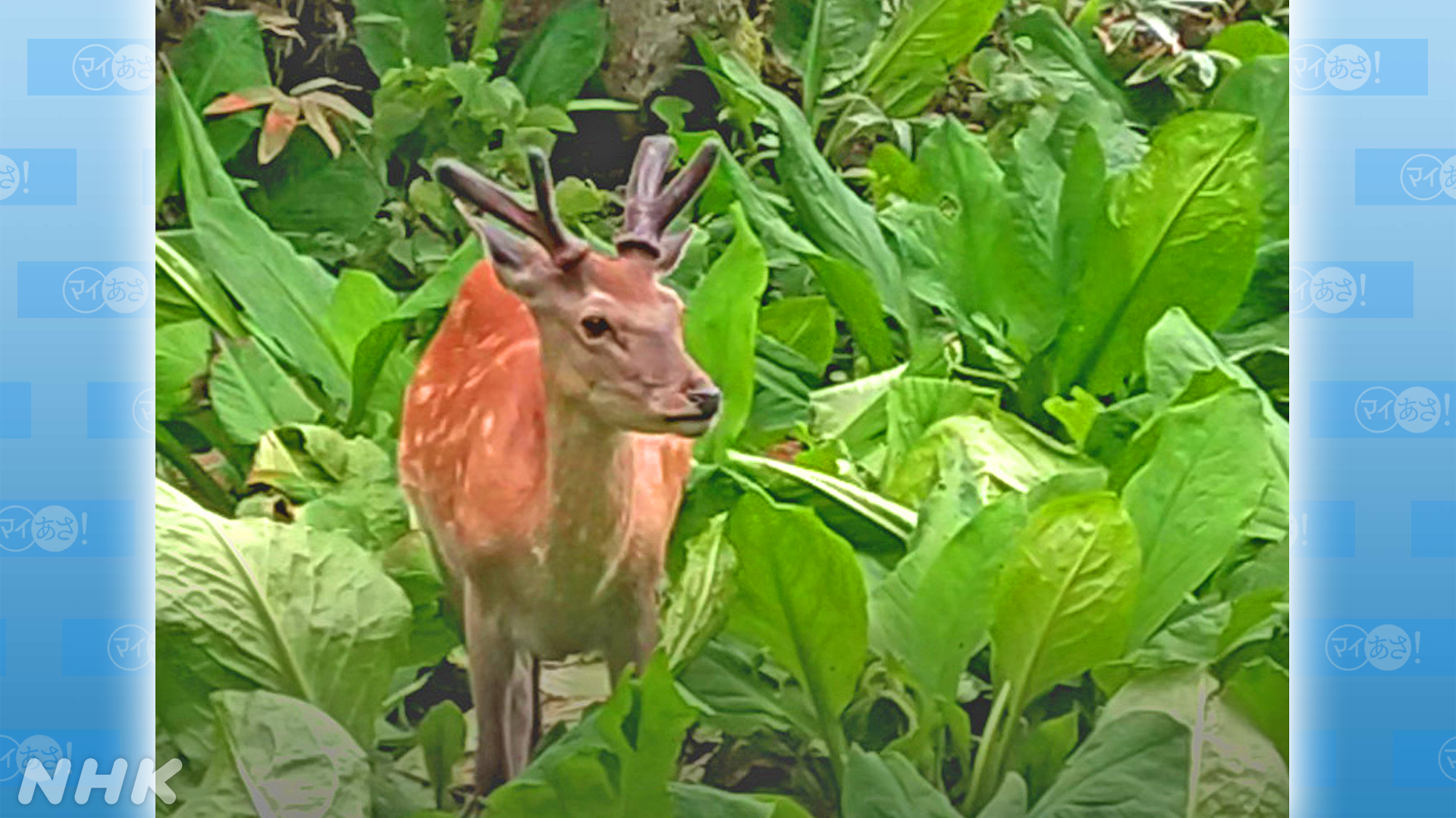 NHKラジオニュース on Twitter: "＃マイあさ マイあさだより前半は、＃知床 の情報です。写真はエゾシカの雄。この時期ならではの姿なんだそうです。どこがポイントなのか。ネイチャー ...