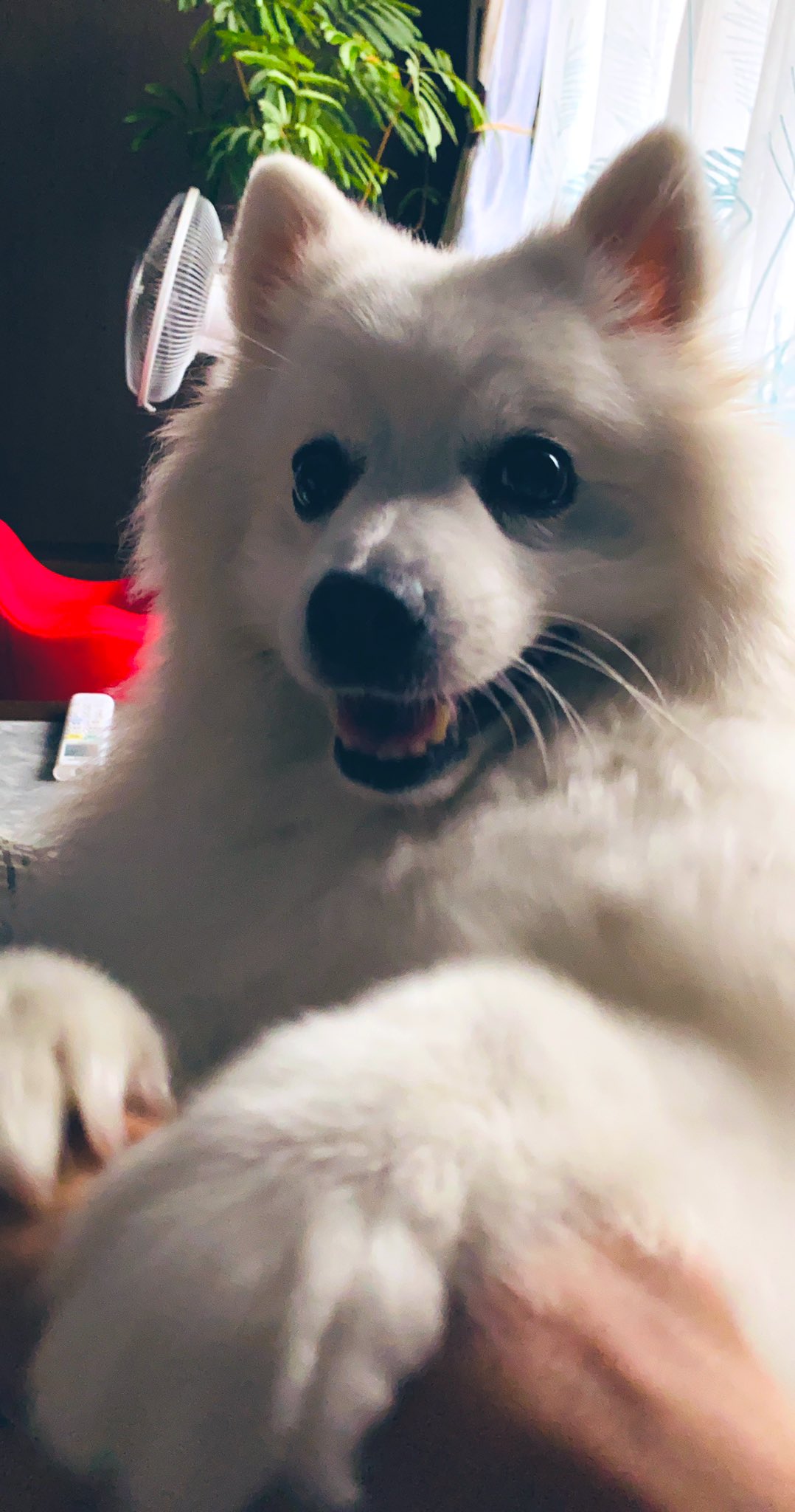 蓮舫💙💛RENHO🇯🇵 on Twitter: "たった1日だけど、もう、うるるに会いたい(;o;) https://t.co/qEzG2coY5b" / Twitter